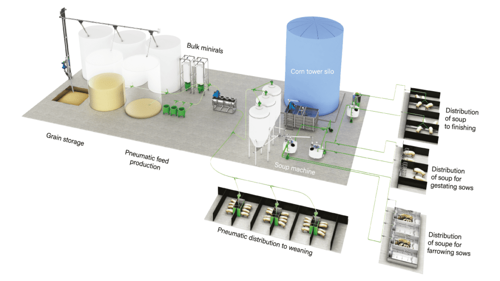 Liquid feed - Pigs feeding systems - Asserva