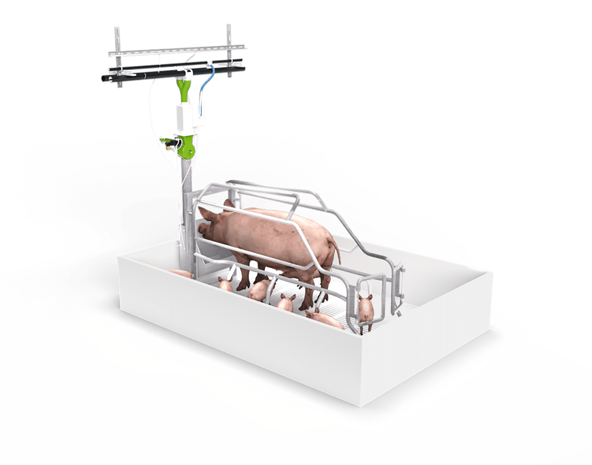 Lactation sows - Asserva